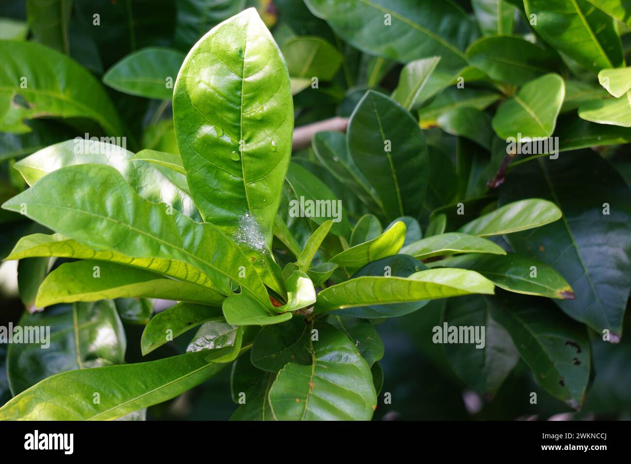 Crescentia cujete leaves with a natural background. Also called ...
