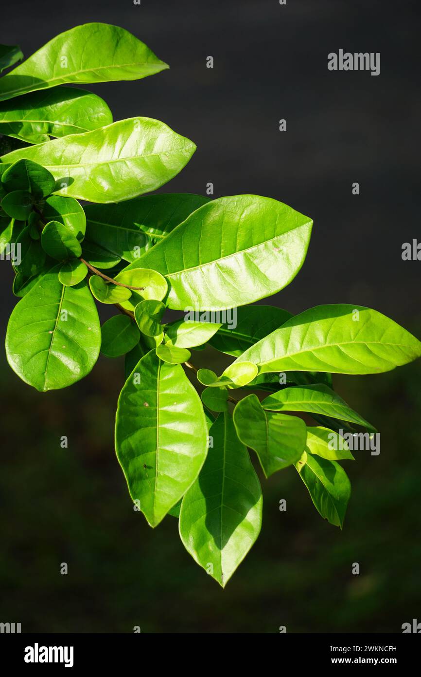 Crescentia cujete leaves with a natural background. Also called ...