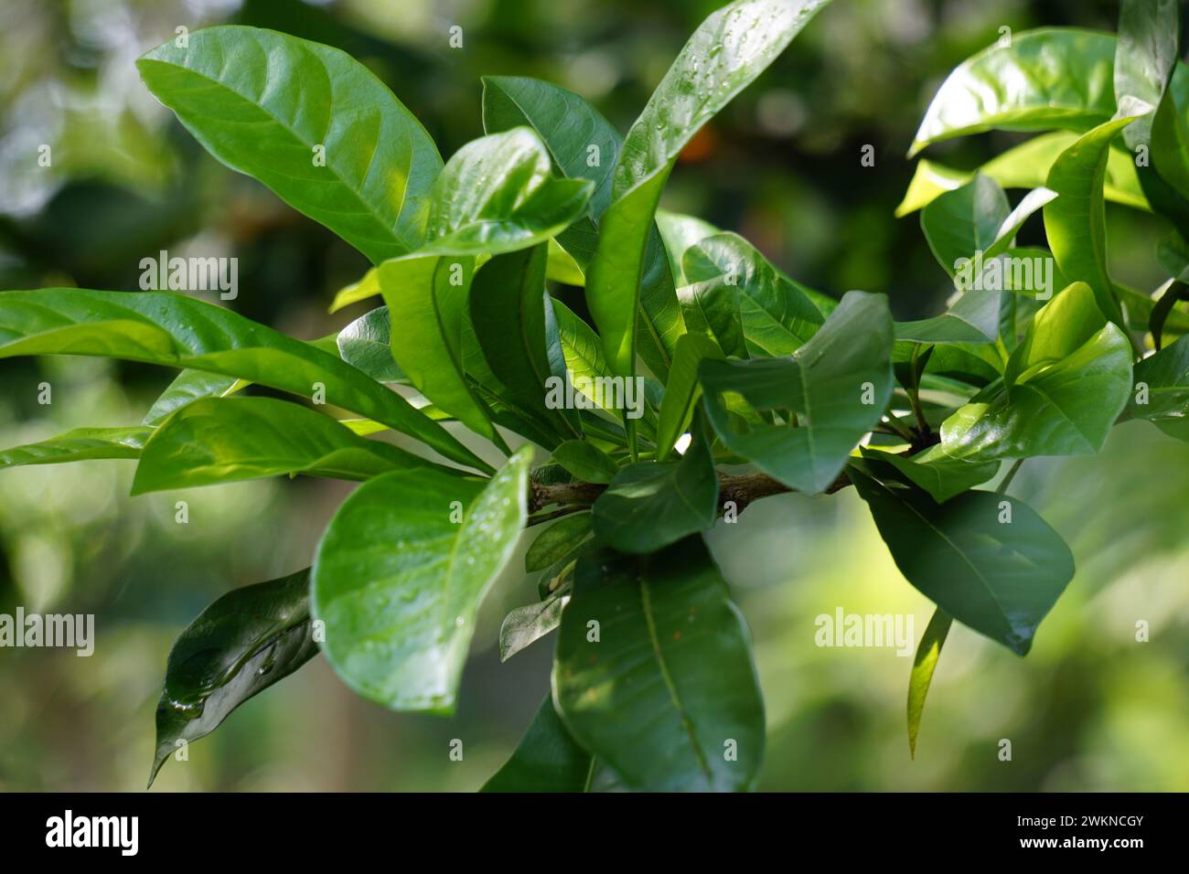 Crescentia cujete leaves with a natural background. Also called ...