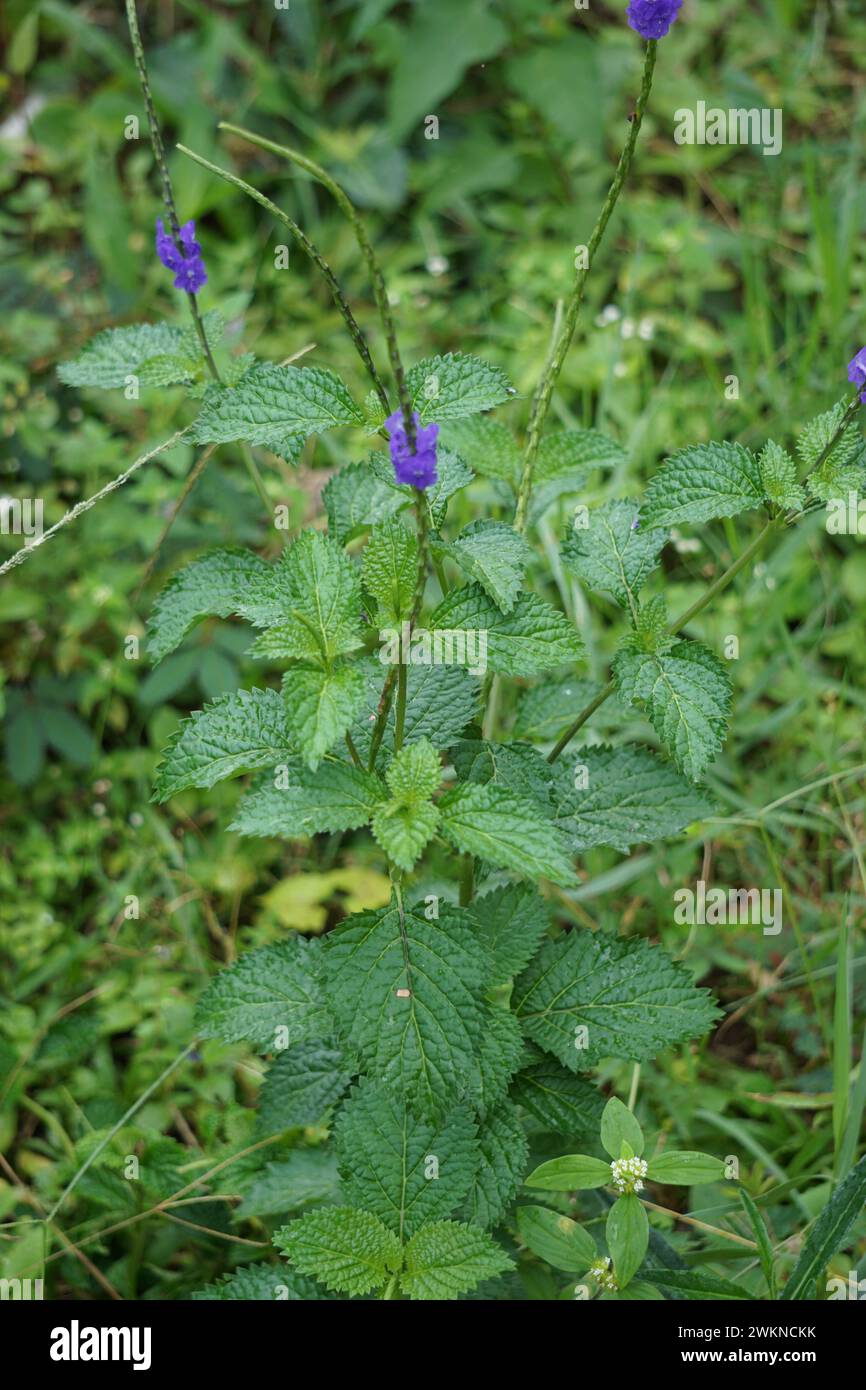 Stachytarpheta jamaicensis with a natural background. Also called blue ...