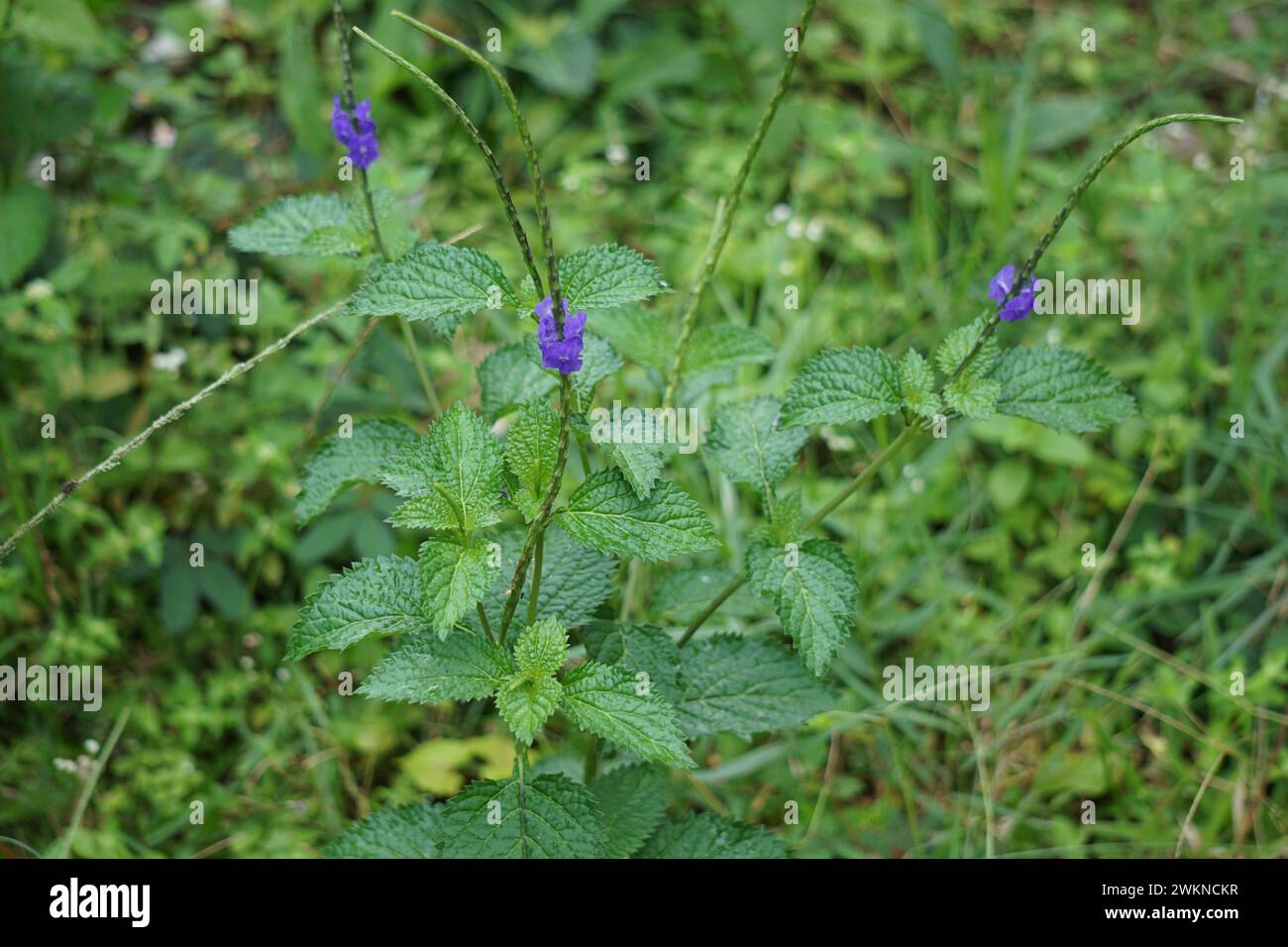 Stachytarpheta jamaicensis with a natural background. Also called blue ...