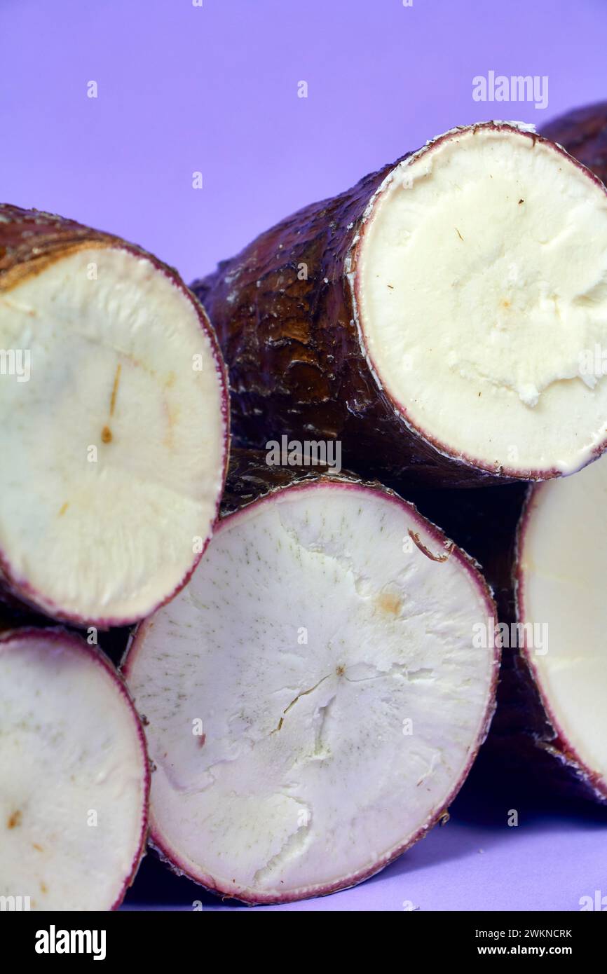 Fresh Organic Cassava Root, Manioc Esculenta, yuca On purple Background ...