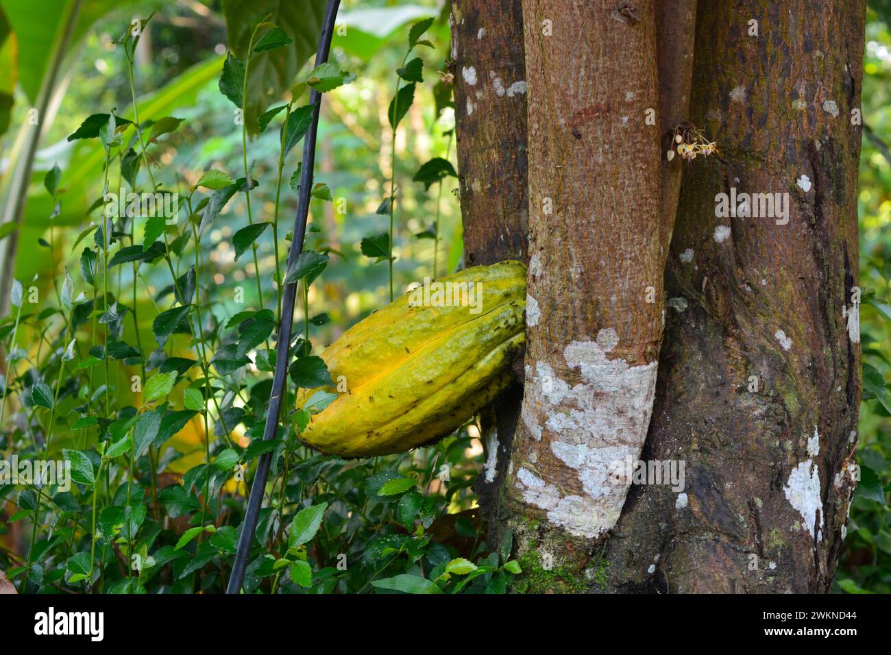 Chocolate coffee plants that have fruit, and are ready to be harvested ...