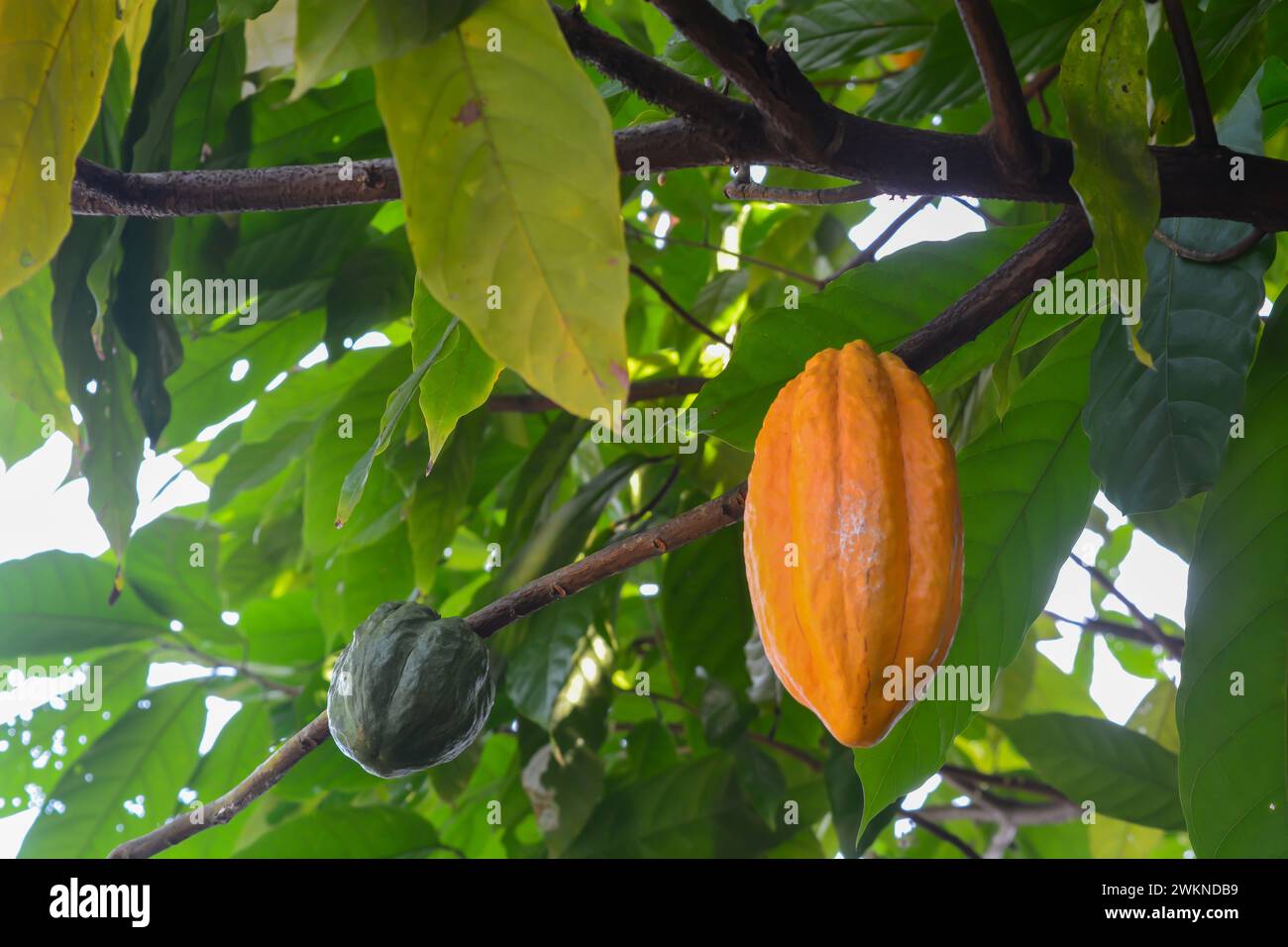 Chocolate coffee plants that have fruit, and are ready to be harvested ...