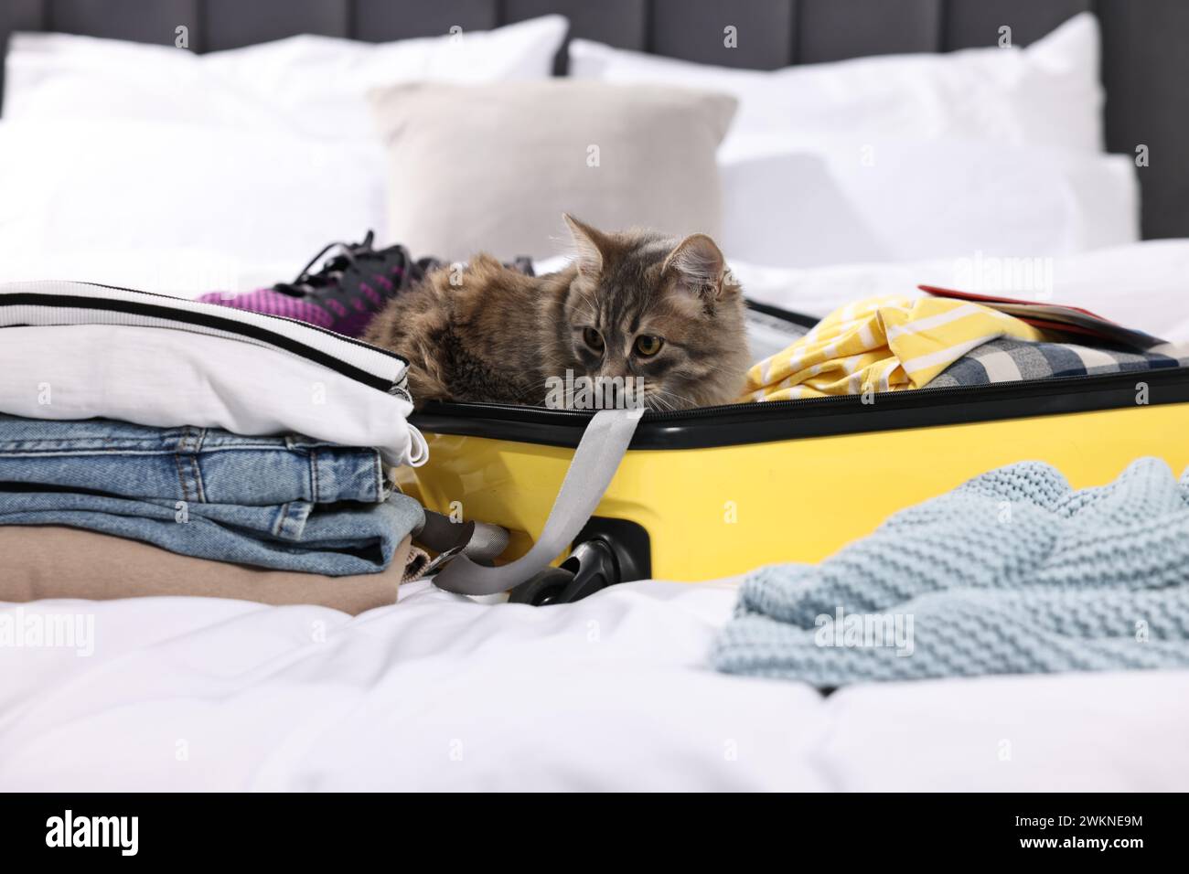Open suitcase cat hi-res stock photography and images - Alamy