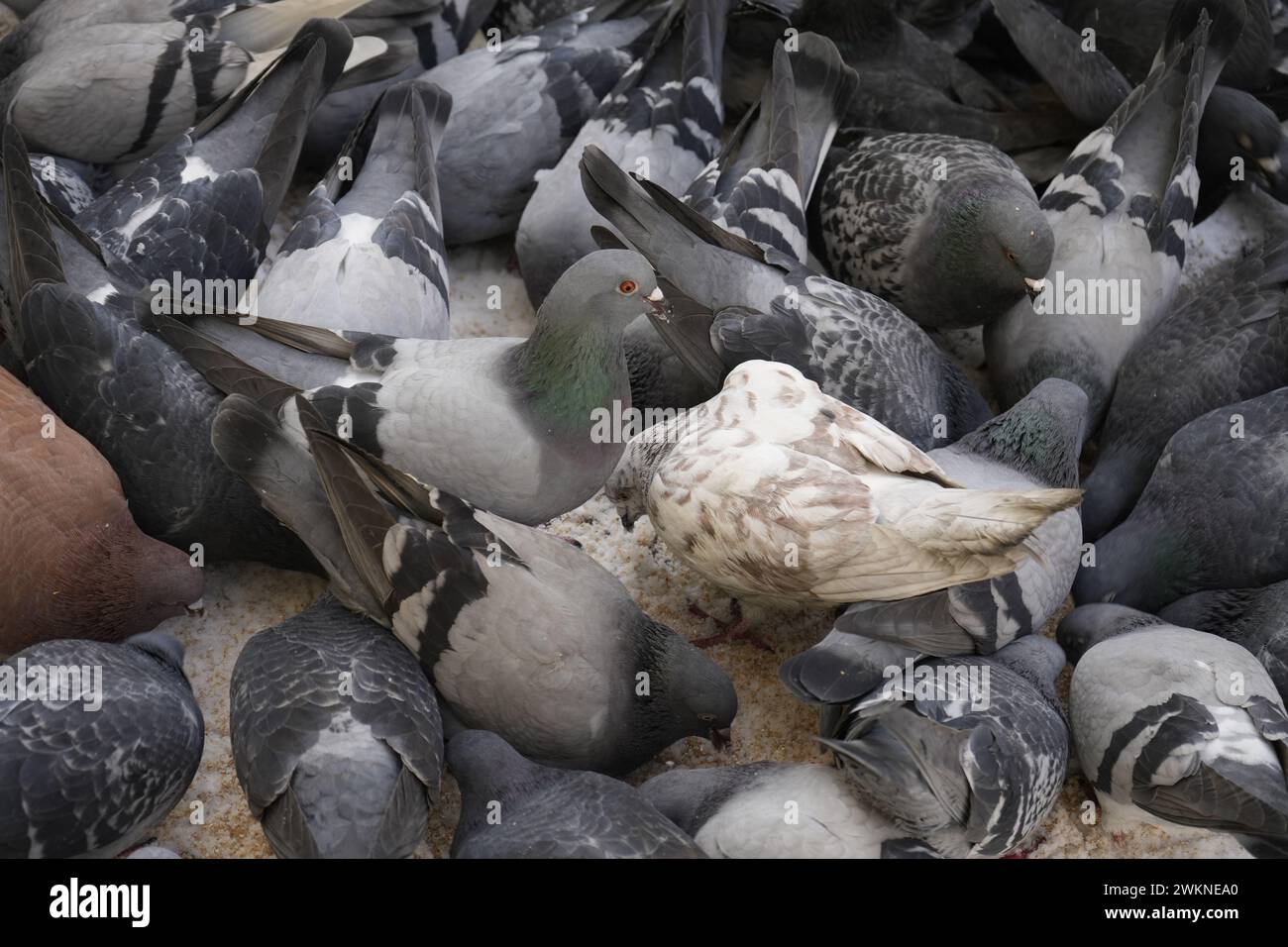Flock of doves feeding on city street Stock Photo - Alamy