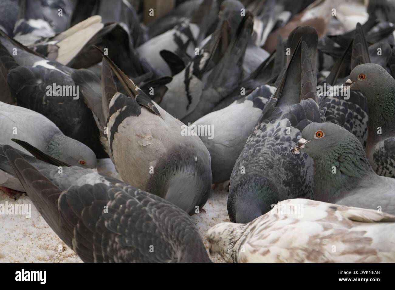Flock of doves feeding on city street, closeup Stock Photo - Alamy