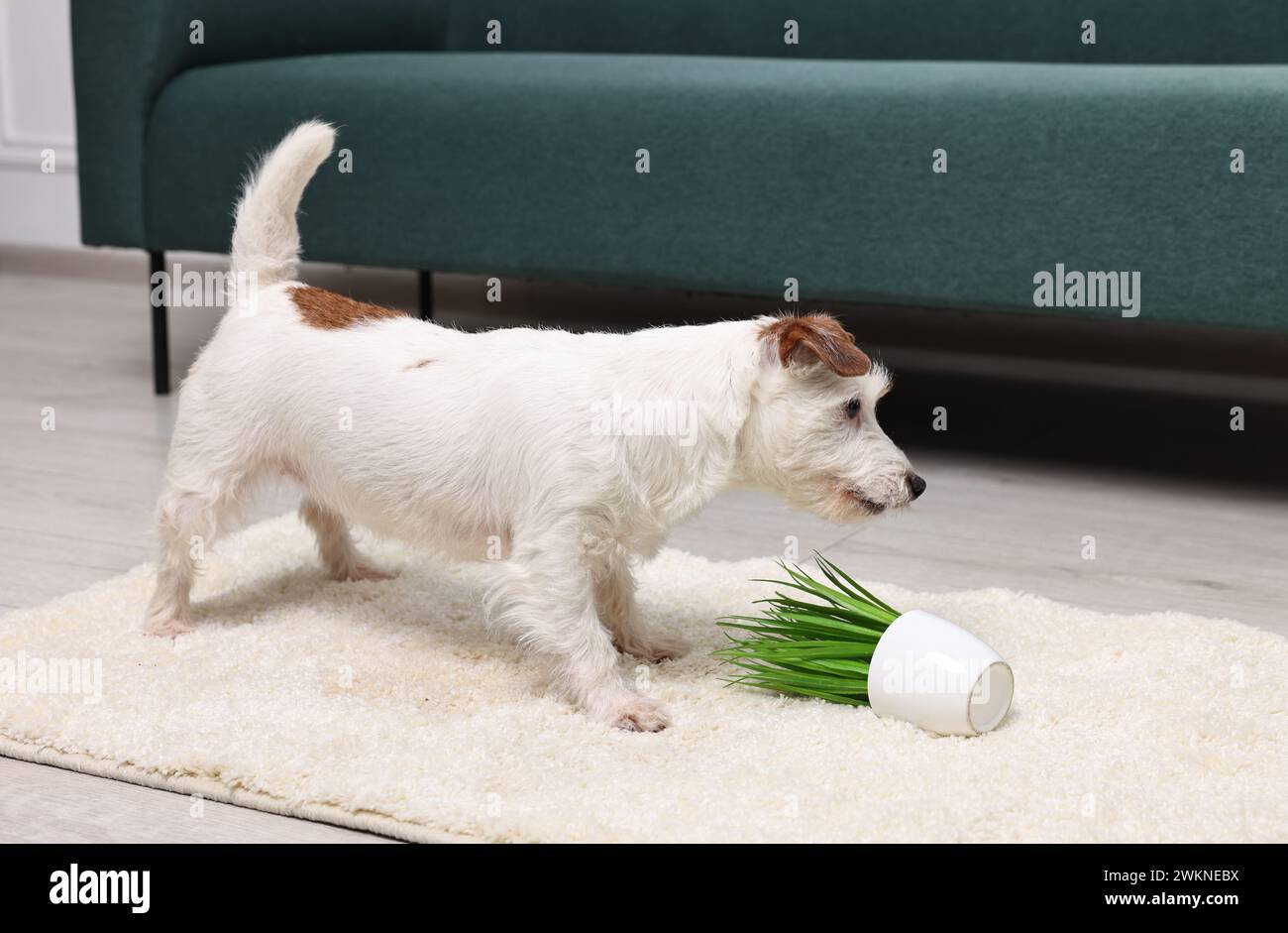 Cute dog near overturned houseplant on rug indoors Stock Photo - Alamy