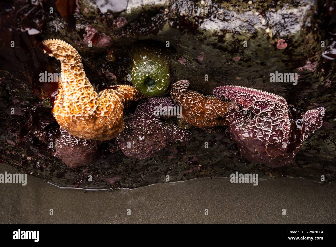 Different Colors Of Ochre Sea Stars Cling To Rock Just Above Water ...