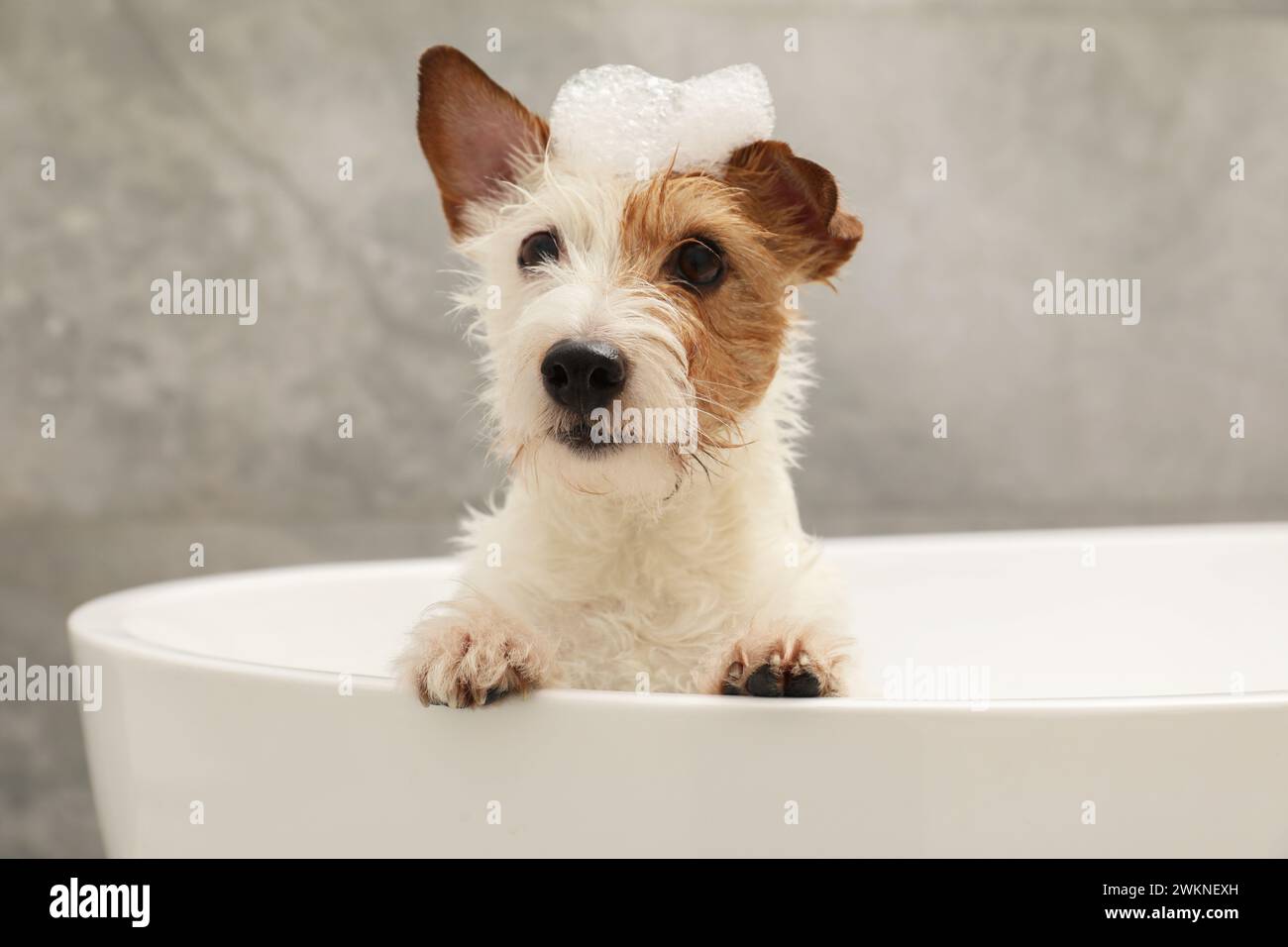 Portrait of cute dog with shampoo foam on head in bath tub indoors ...