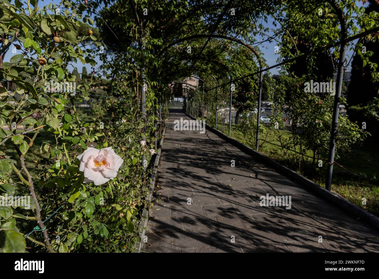 The Rose Garden, in Rome, Italy Stock Photo - Alamy
