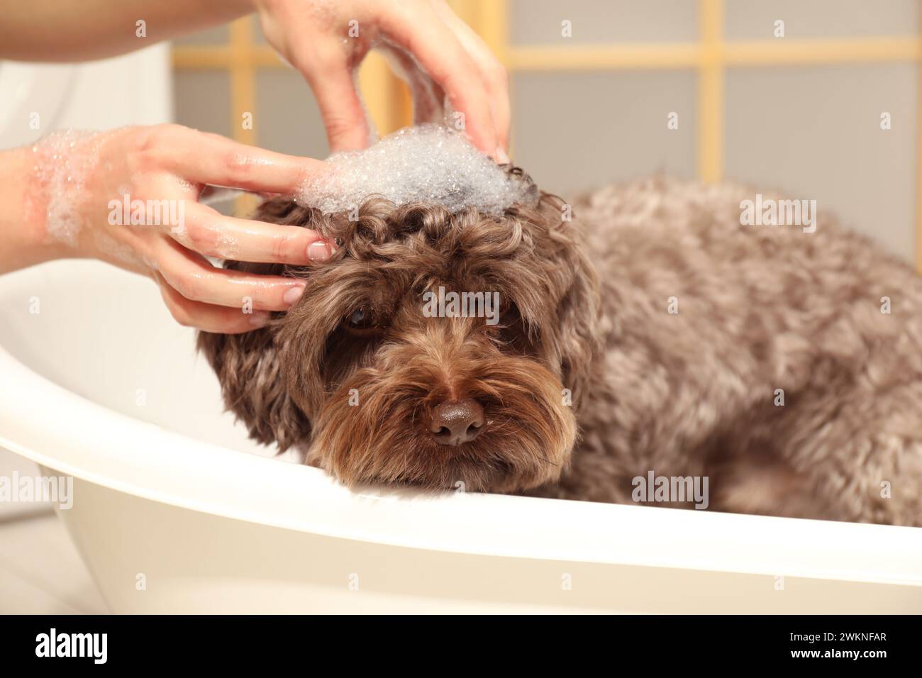 Groomer bathing cute maltipoo hi-res stock photography and images - Alamy