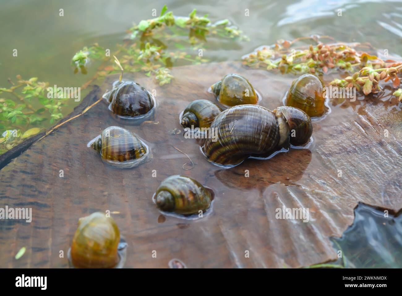 Amphibians, namely golden snails that are in a rock and lay eggs Stock ...