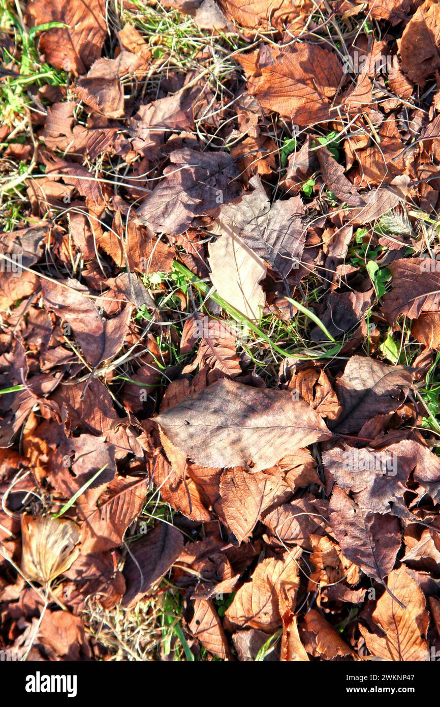 Fallen Autumn leaves in Japan Stock Photo - Alamy