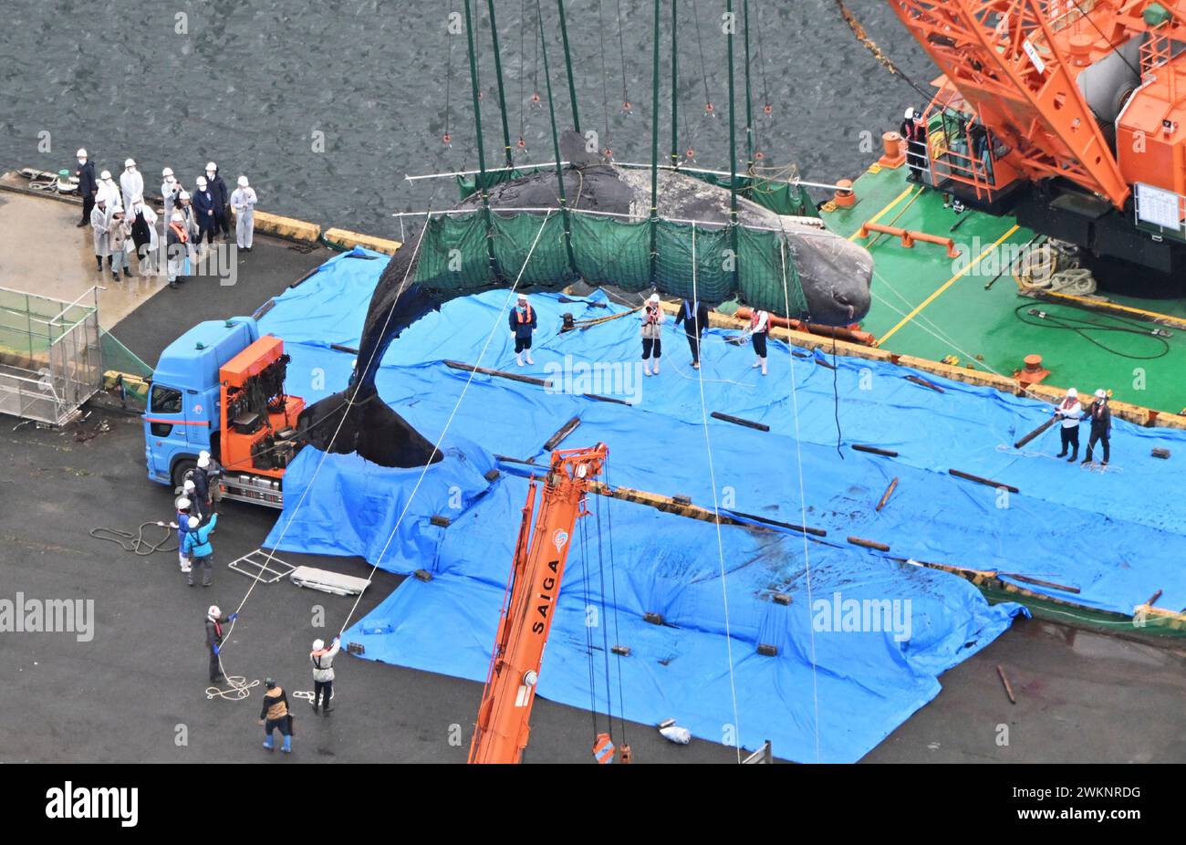 A sperm whale (cachalot / Physeter macrocephalus) straying into Osaka ...