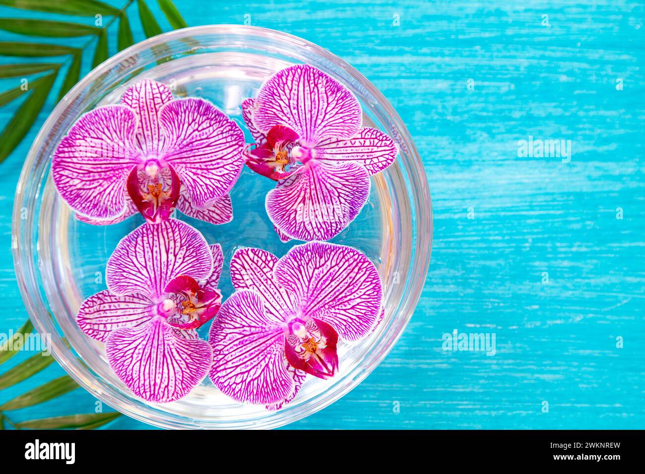 Pink orchids in the water Stock Photo - Alamy