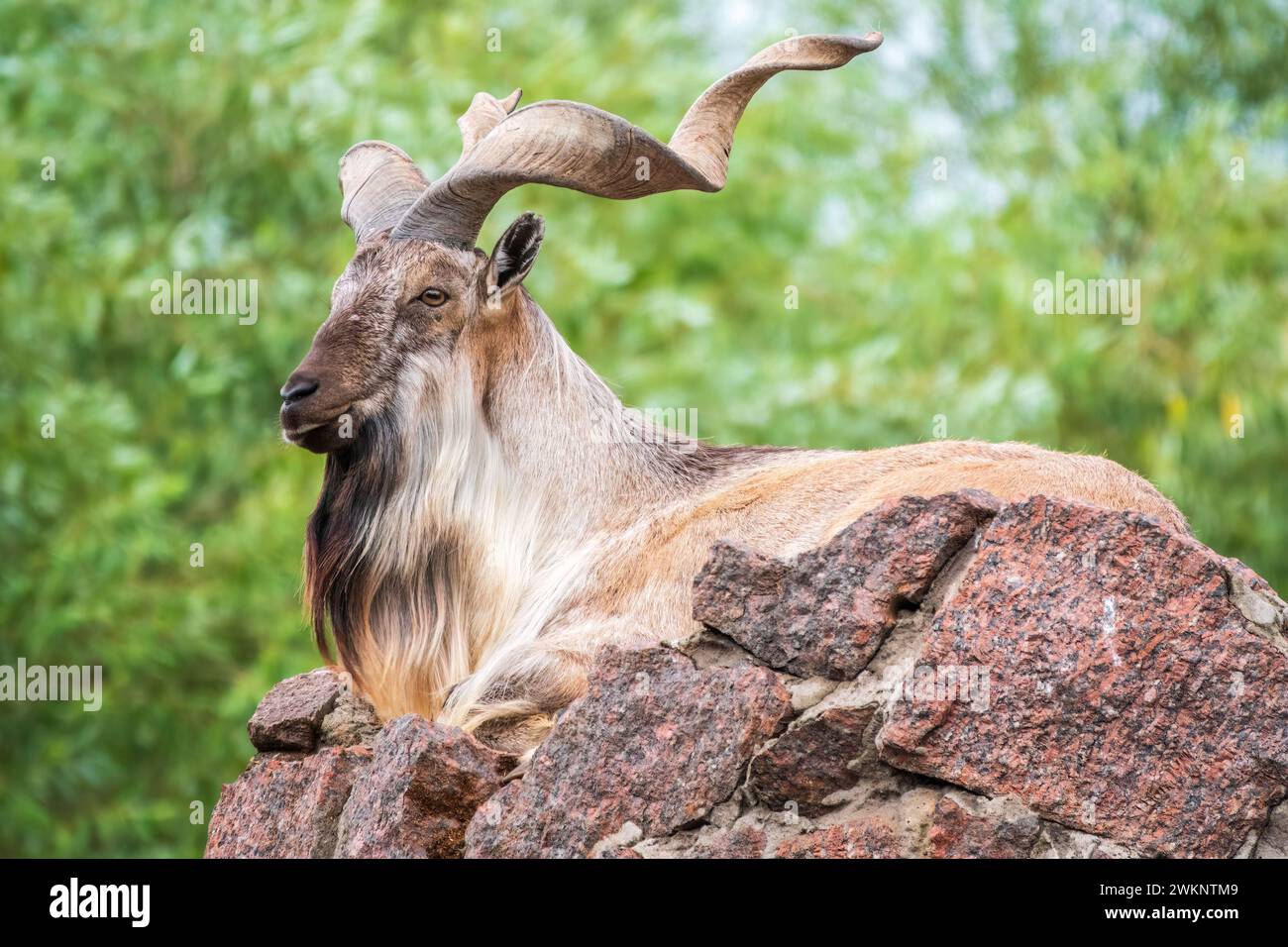 Close-up portrait of Markhor, Capra falconeri, wild goat native to ...