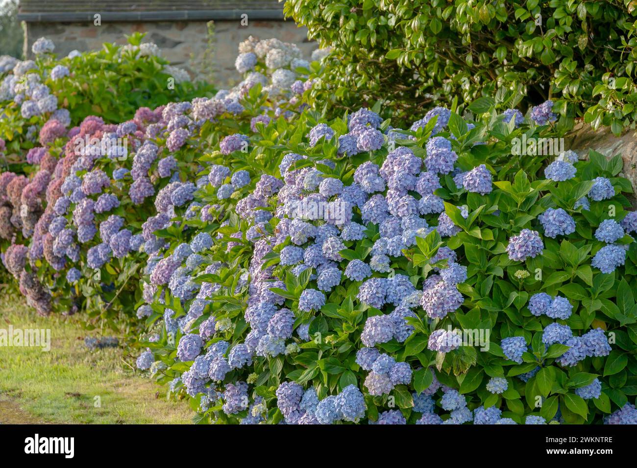 Western hydrangea hi-res stock photography and images - Alamy