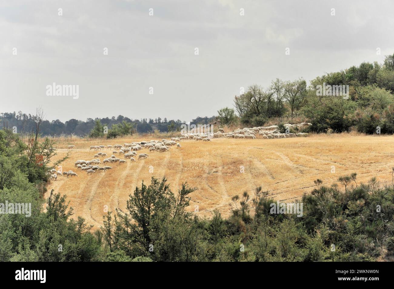 Sheep farming medieval hi-res stock photography and images - Alamy