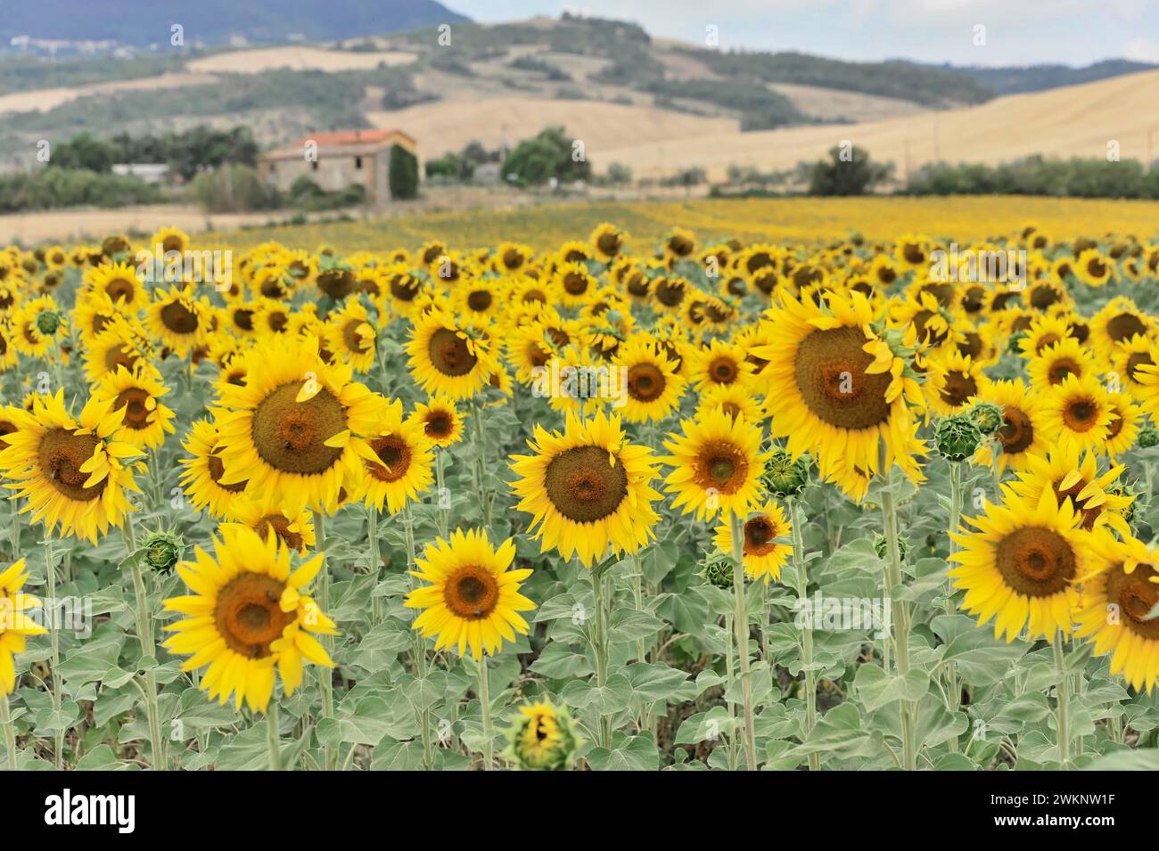 Sunflower field, sunflowers (Helianthus annuus), landscape south of ...