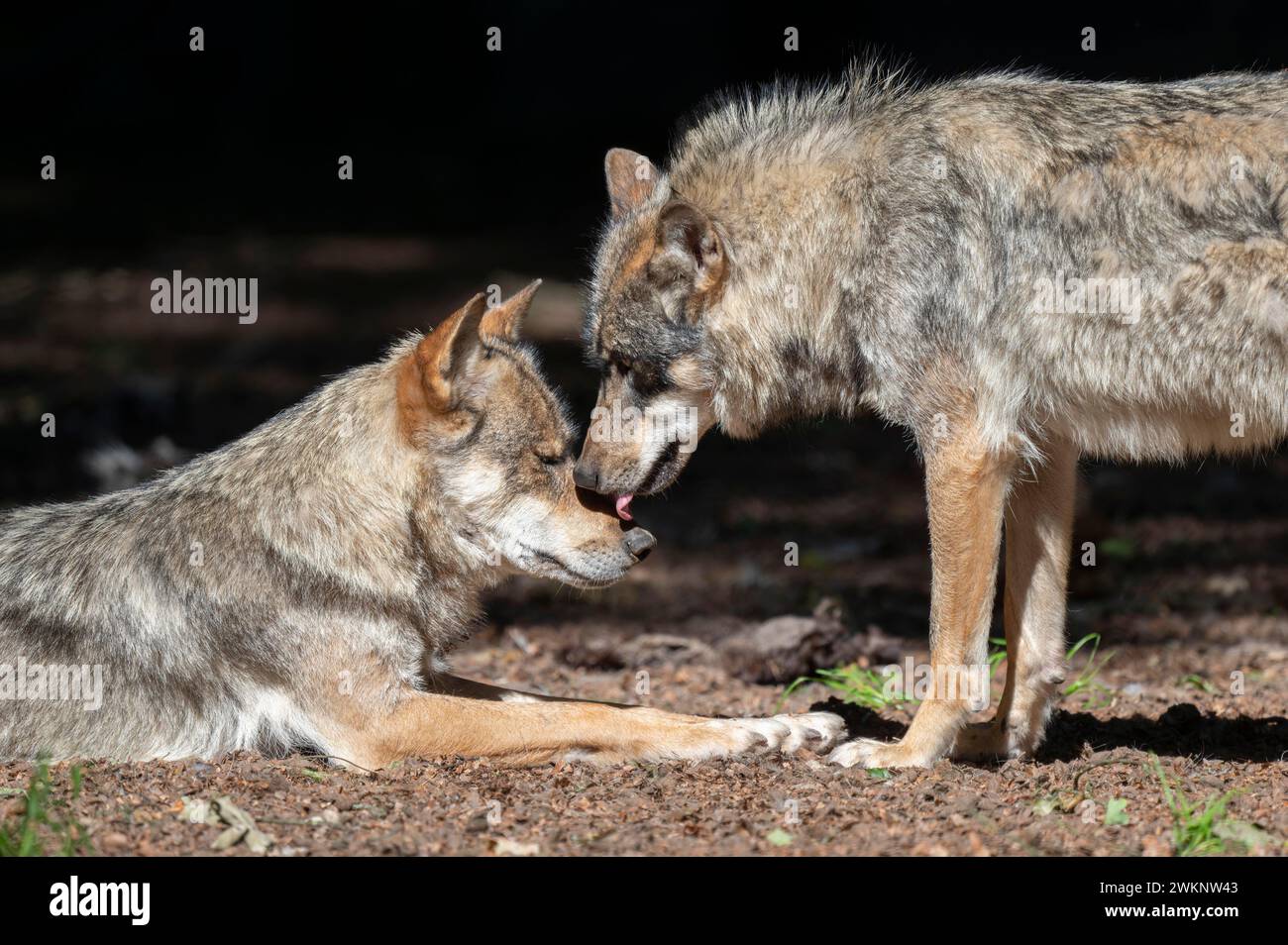 Social behaviour wolves hi-res stock photography and images - Alamy