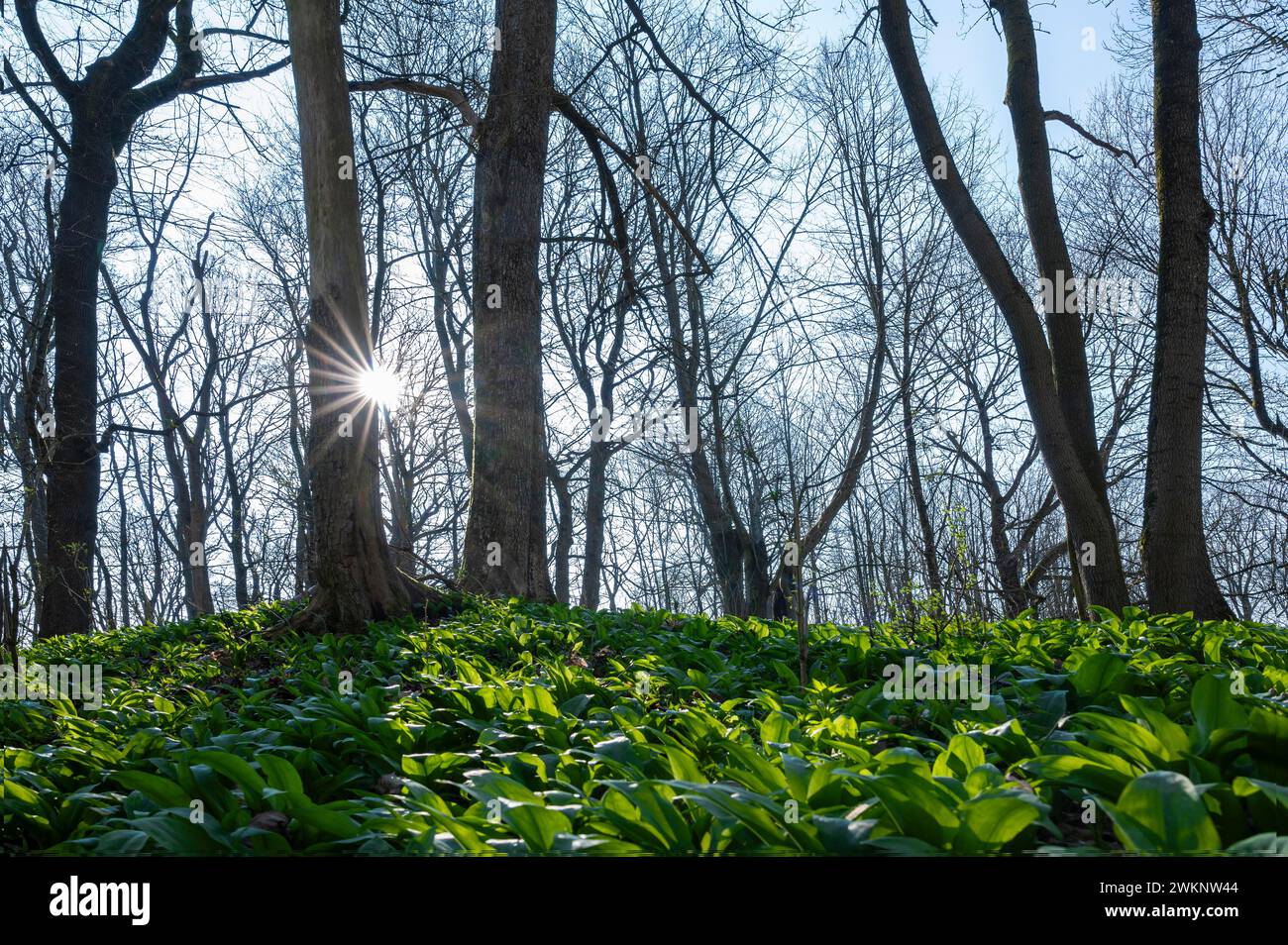 Deciduous forest in spring, leaves of ramson (Allium ursinum), backlit ...