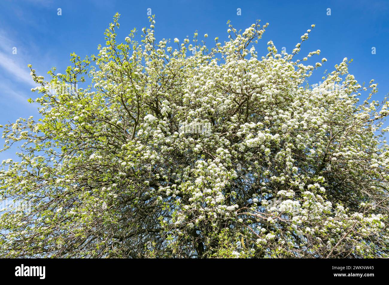 European pear (Pyrus communis), flowering, treetop, blue sky, Thuringia ...