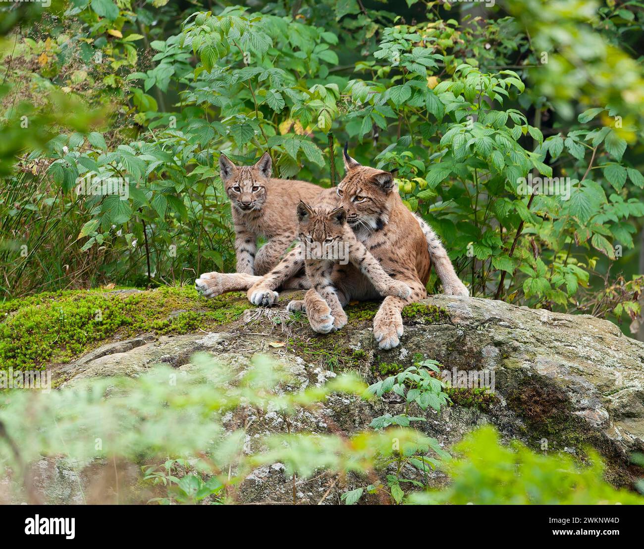 Lynx mother two cubs hi-res stock photography and images - Alamy