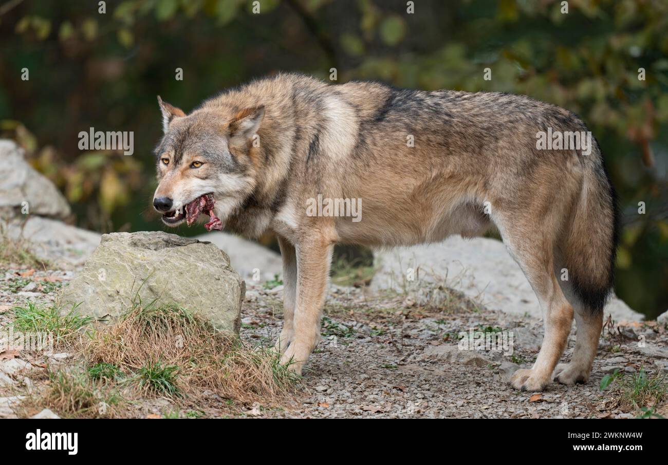 Gray wolf (Canis lupus) eating meat, captive, Germany Stock Photo - Alamy