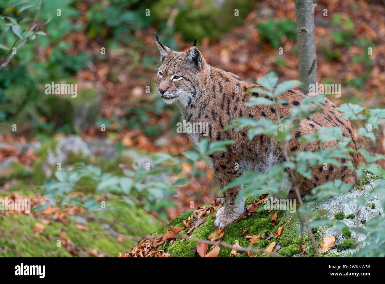 Eurasian lynx (Lynx lynx) sitting on a rock, Germany Stock Photo - Alamy