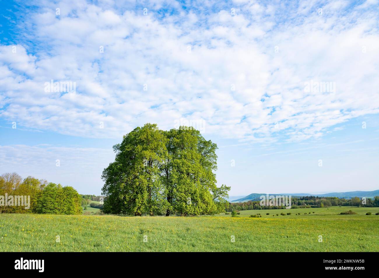 Linden trees (Tilia), group of trees, meadow, blue sky and white clouds ...
