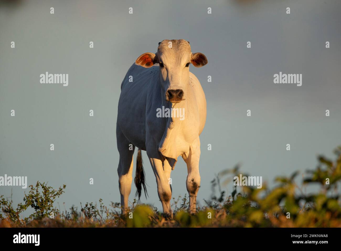 Pantanal Cattle Pantanal Brazil Stock Photo - Alamy