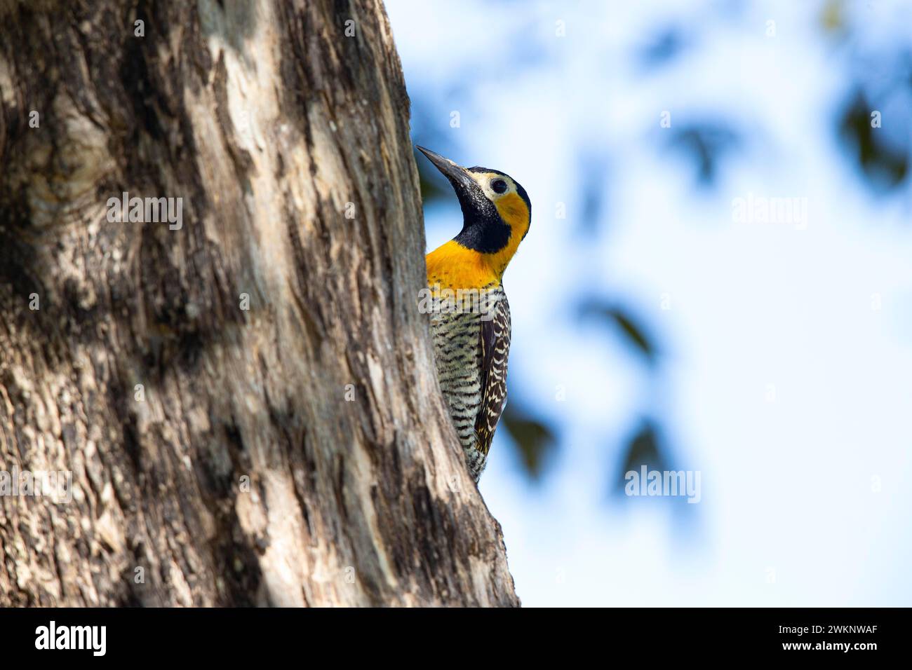 Pileated campo flicker (Colaptes campestris) Pantanal Brazil Stock ...