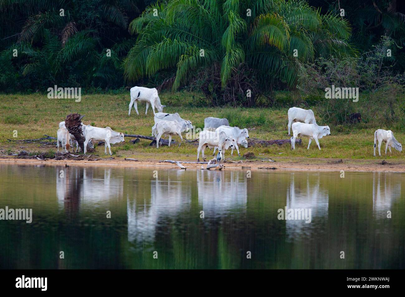 Pantanal Cattle Pantanal Brazil Stock Photo - Alamy