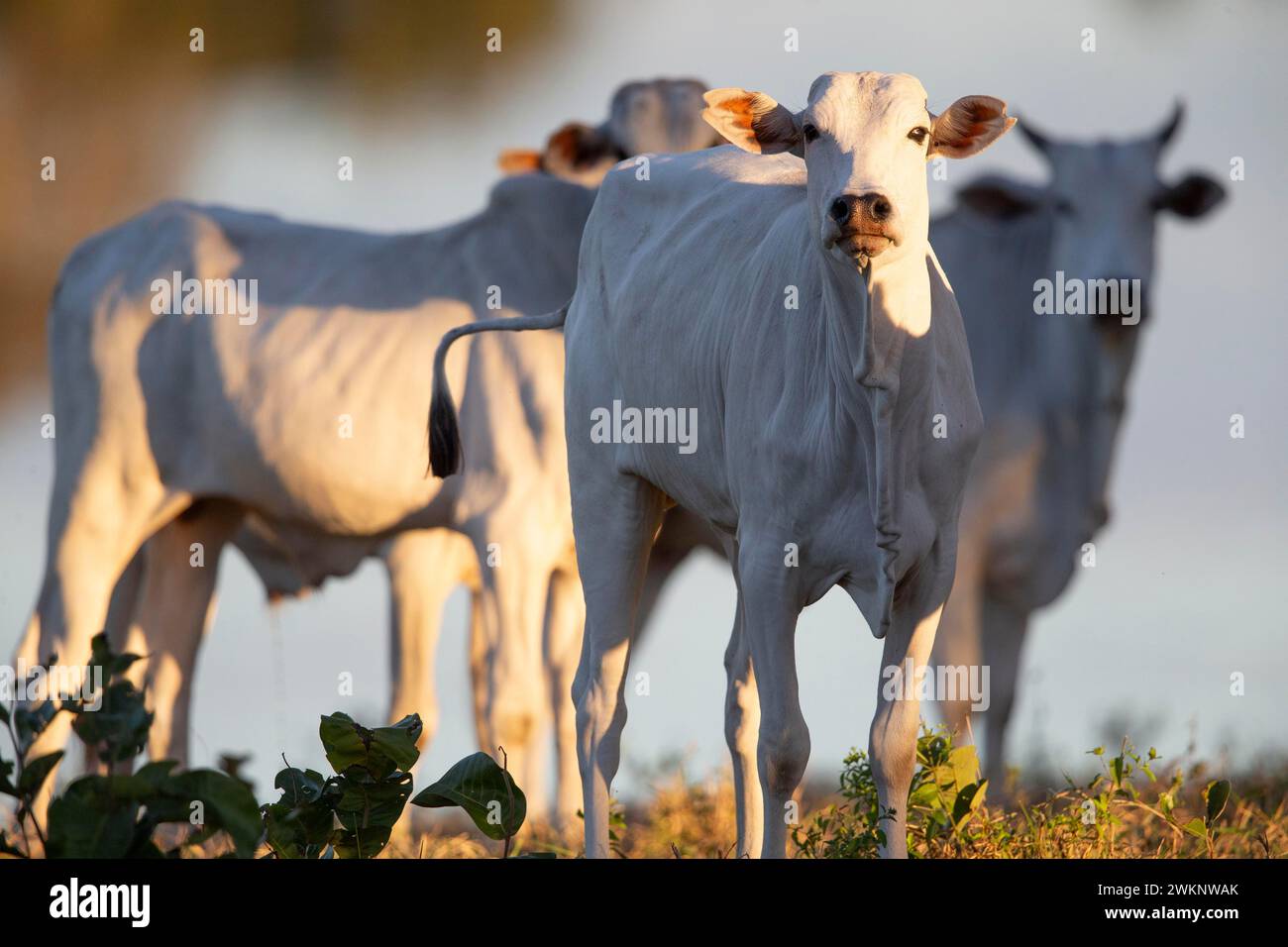 Pantanal Cattle Pantanal Brazil Stock Photo - Alamy