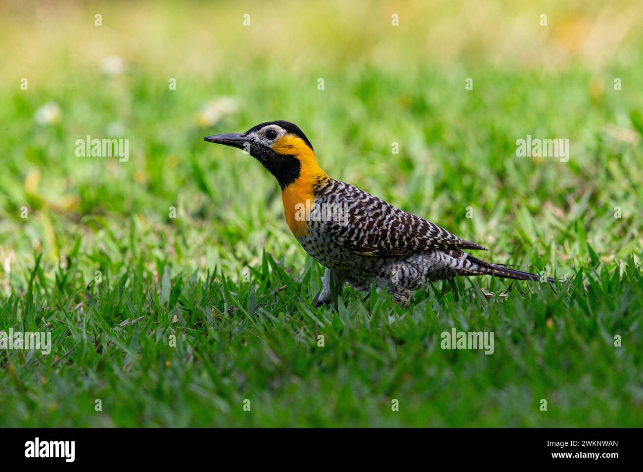 Pileated campo flicker (Colaptes campestris) Pantanal Brazil Stock ...