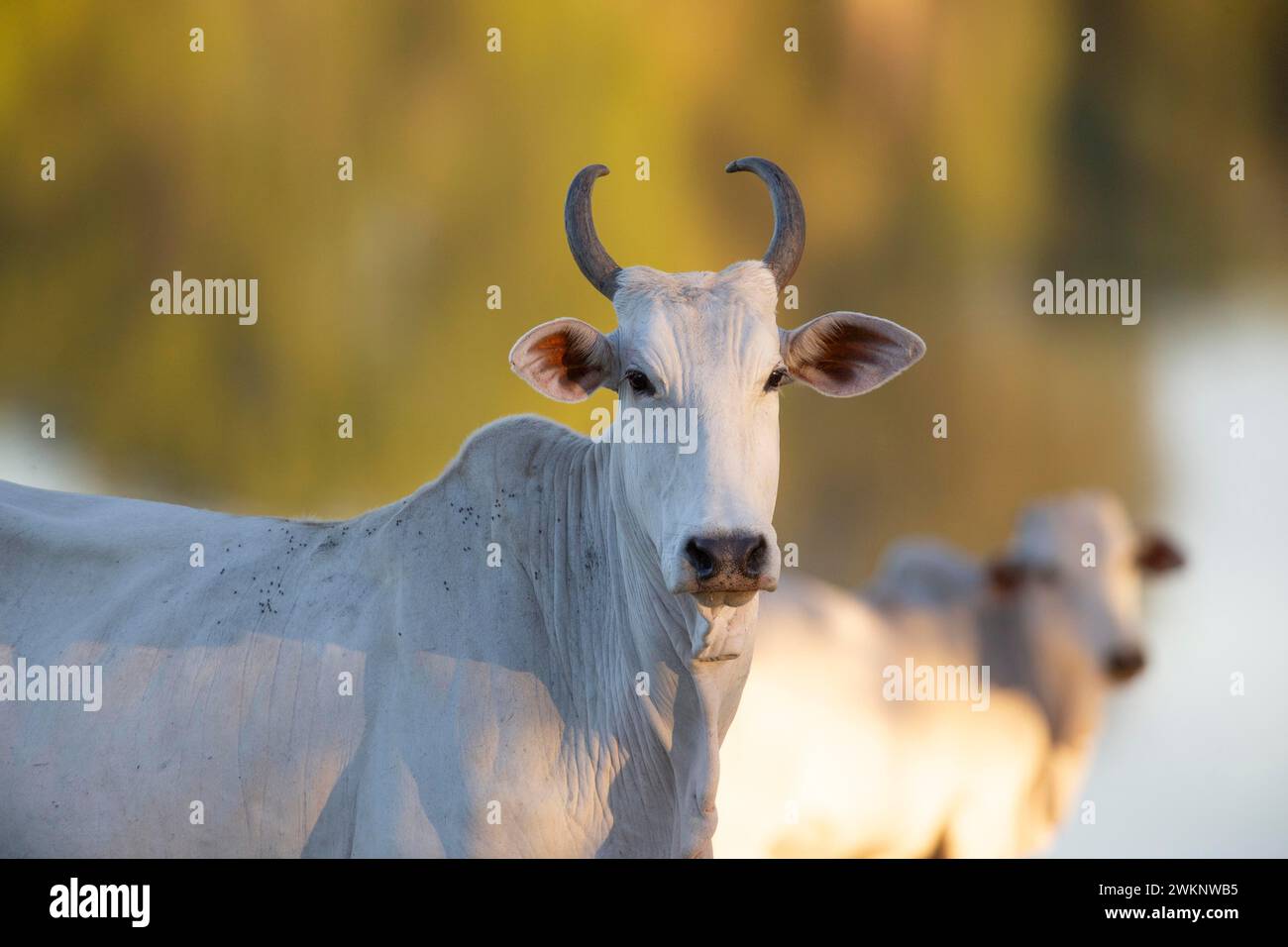 Pantanal Cattle Pantanal Brazil Stock Photo - Alamy
