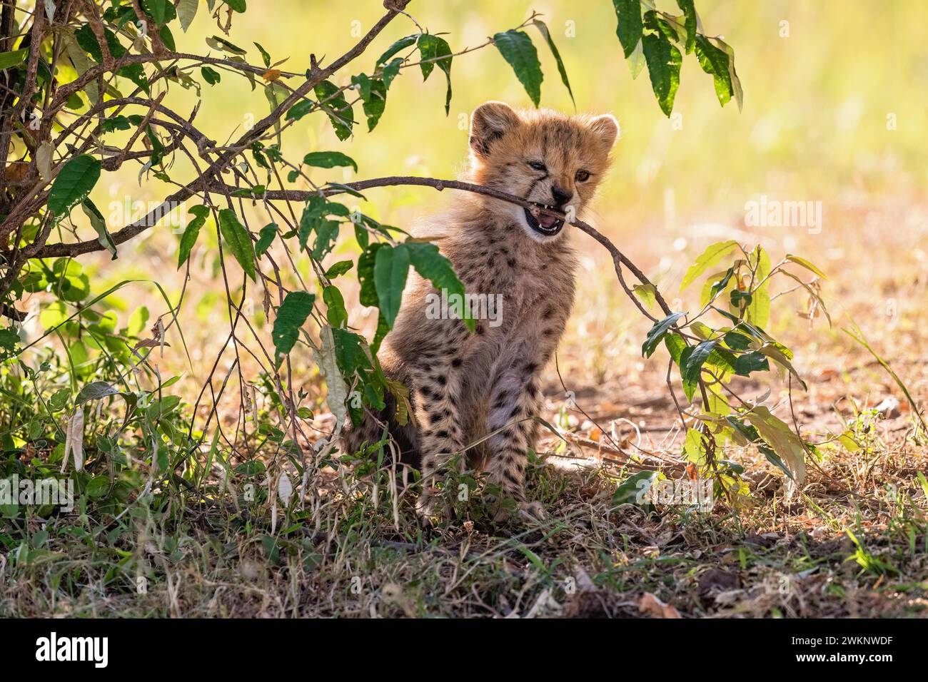 Cheetah cub (Acinonyx jubatus) biting in a tree branch on the african ...