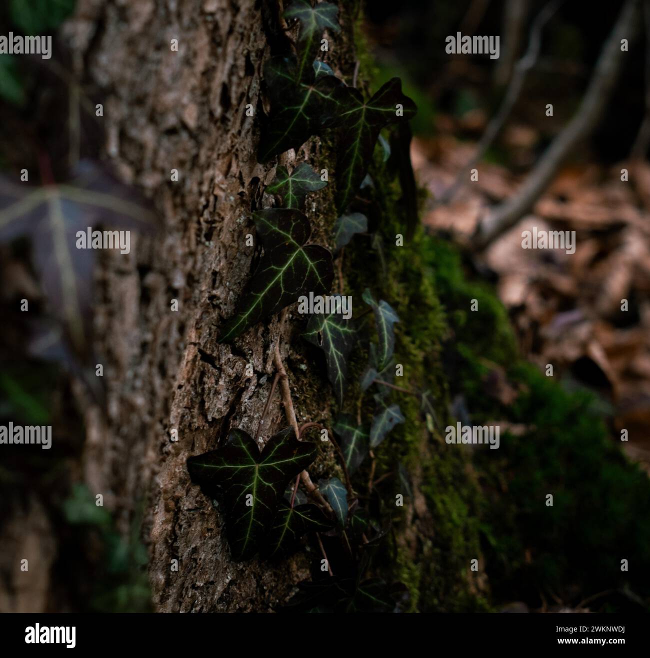 Common ivy (Hedera helix) on a mossy tree trunk, close-up, Neubeuern ...