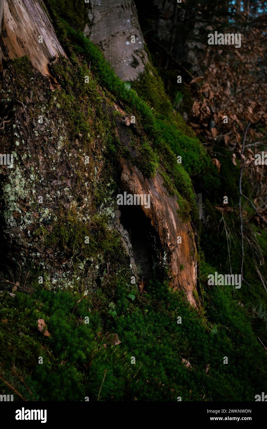 Tree cave surrounded by moss and lichen, Neubeuern, Germany Stock Photo ...