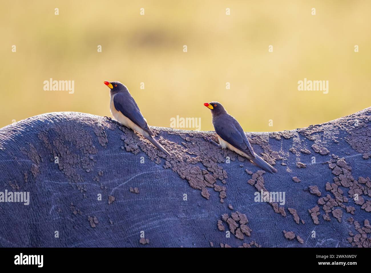 Yellow-billed oxpecker (Buphagus africanus) birds sitting on the back ...