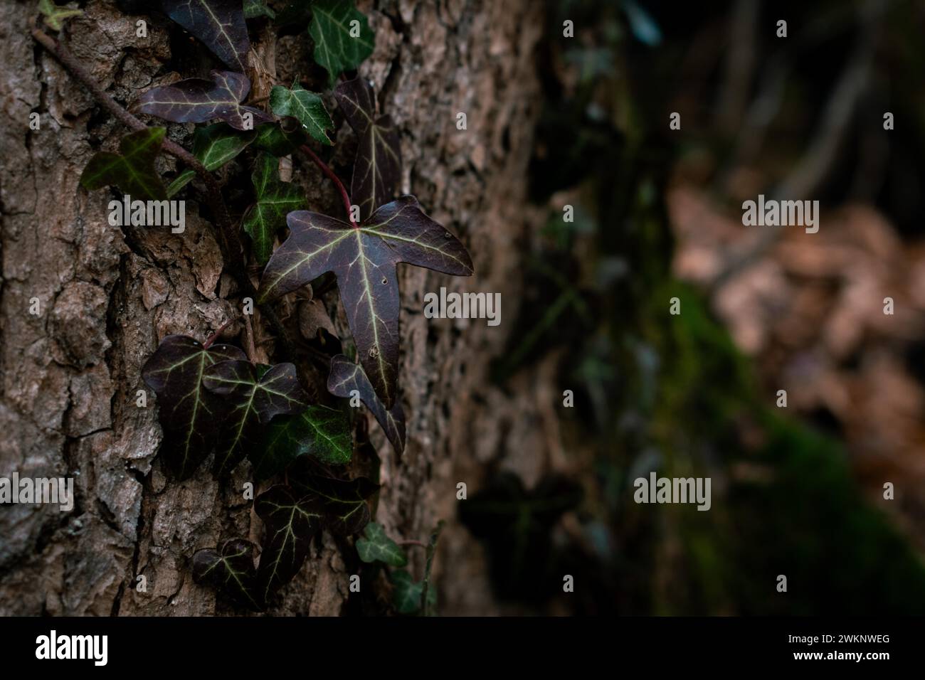 Common ivy (Hedera helix) on a tree trunk, close-up, Neubeuern, Germany ...