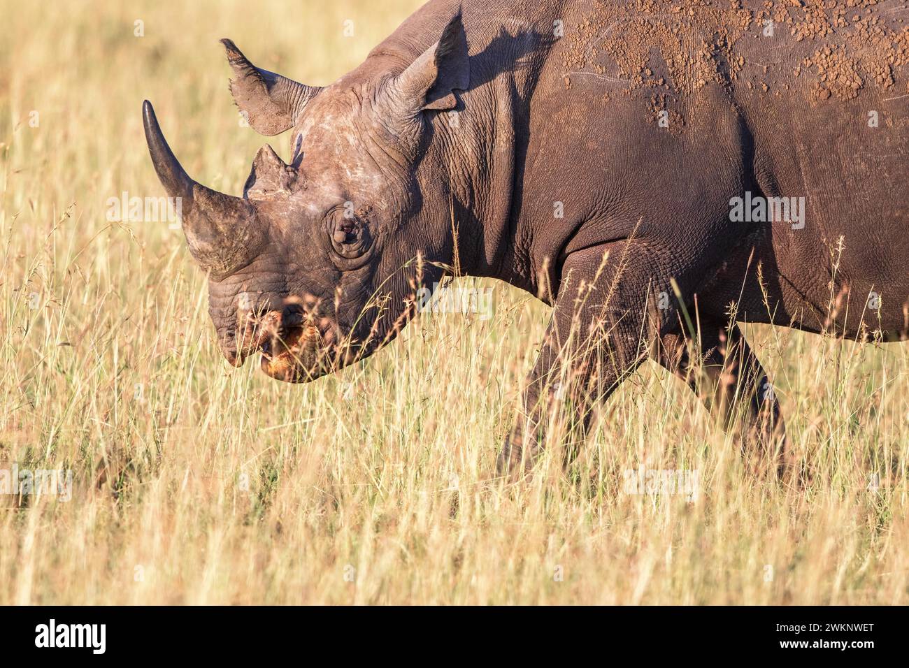 Black rhinoceros (Diceros bicornis) walking on the grassland in africa ...