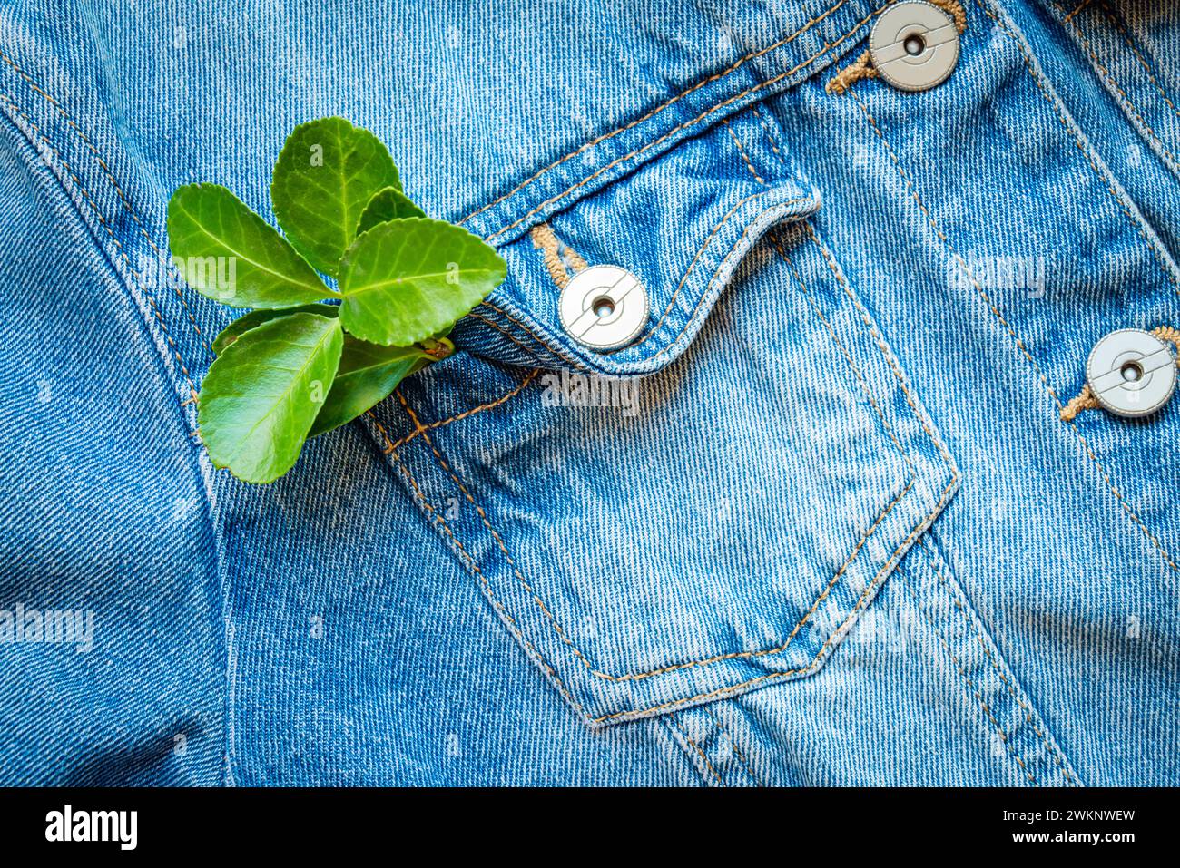 Close-up of a green leaf in a blue denim jacket pocket. A concept of ...