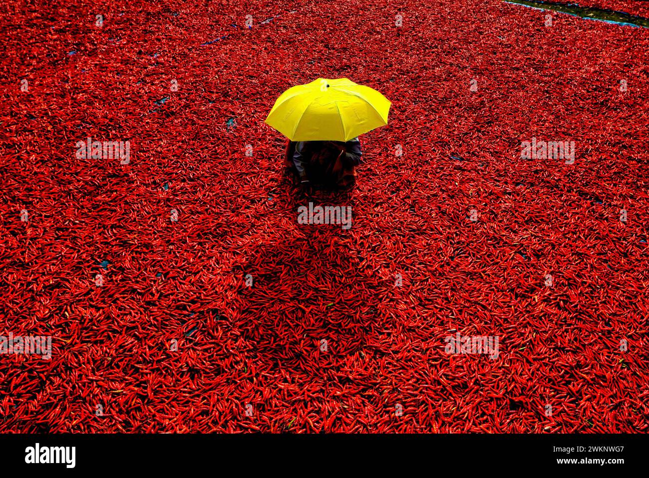 Chilli processing hi-res stock photography and images - Alamy