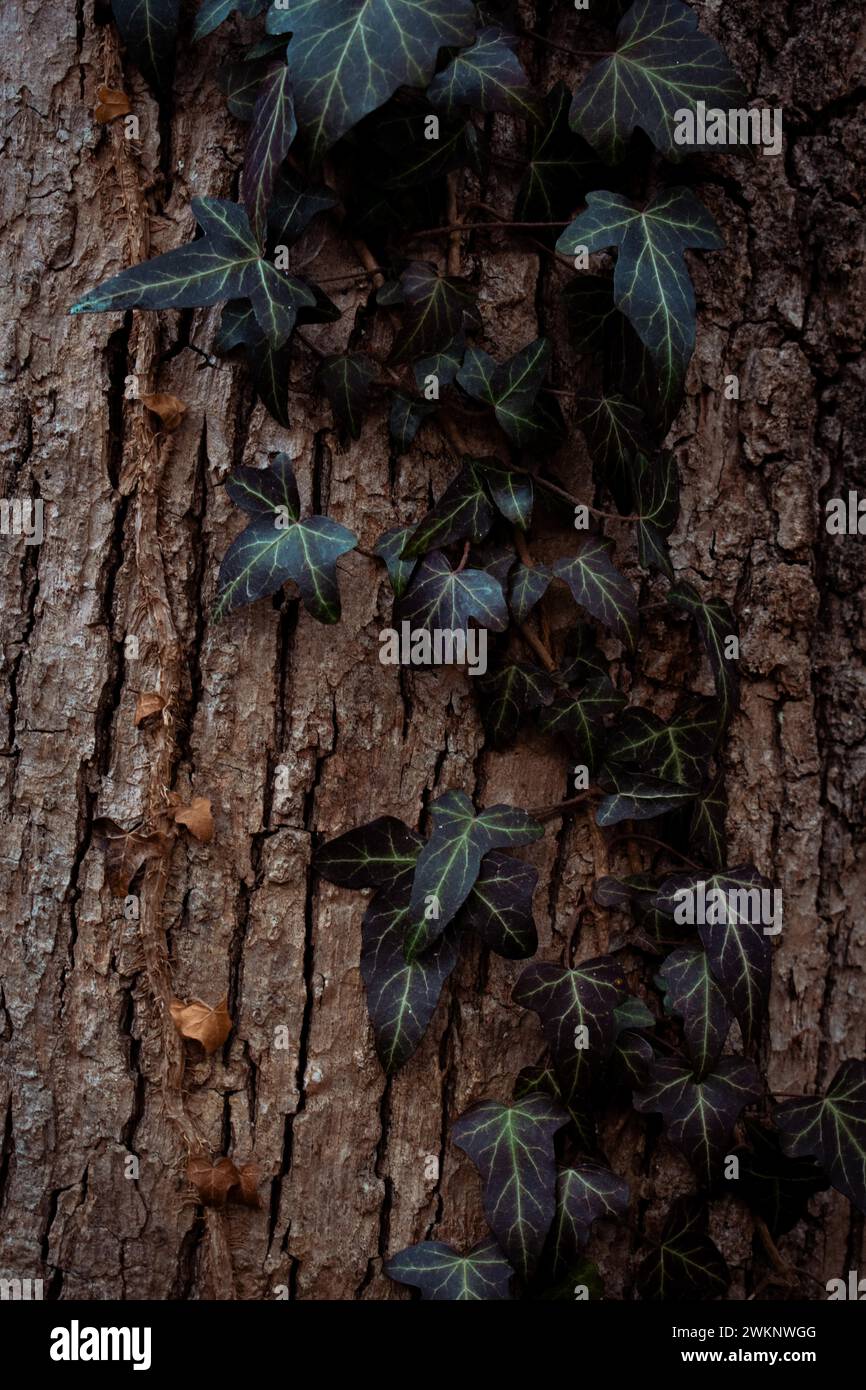 Common ivy (Hedera helix) on a tree trunk, close-up, Neubeuern, Germany ...
