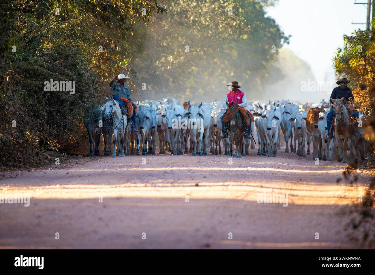 Cattle drive in the Pantanal Brazil Stock Photo - Alamy