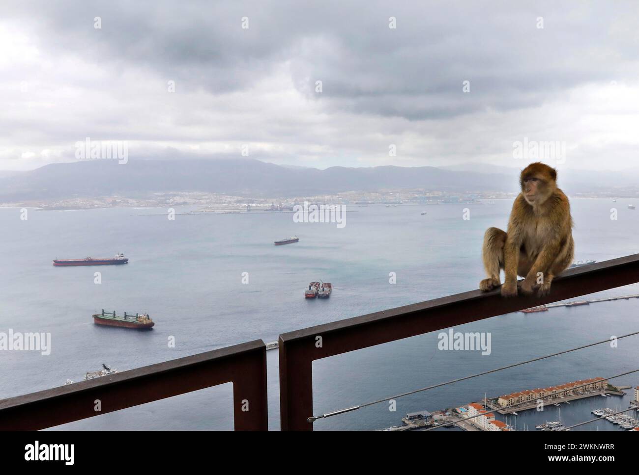 Spaniard wildlife hi-res stock photography and images - Alamy