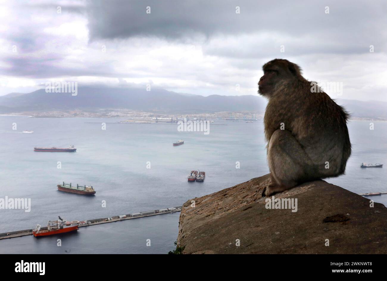 A Gibraltar monkey on the strategically coveted rock. They are the only ...