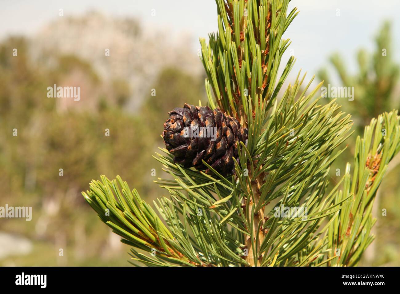 Pine cone and needles hi-res stock photography and images - Alamy